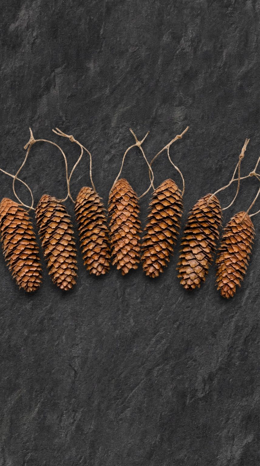 DIY Pine Cone Bird Feeders: A Simple Winter Project for Garden Wildlife ...