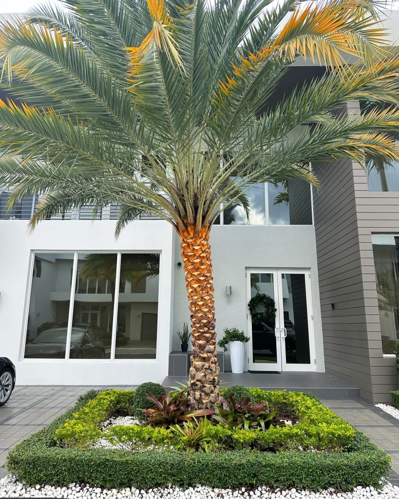 28+ Tropical Palm Tree Landscaping Ideas for Your Front Yard! - Grow ...