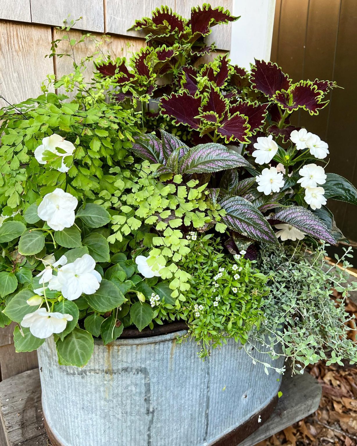 15+ Charming Coleus Planter Ideas For This Summer - Grow Your Yard